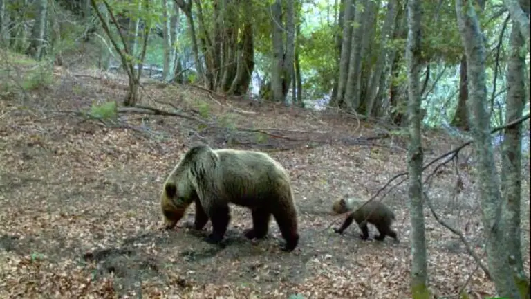 Una osa y su cría matan a un hombre en una zona montañosa de Bulgaria