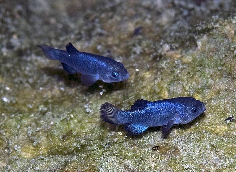 Top 15 rarest animals in the United States