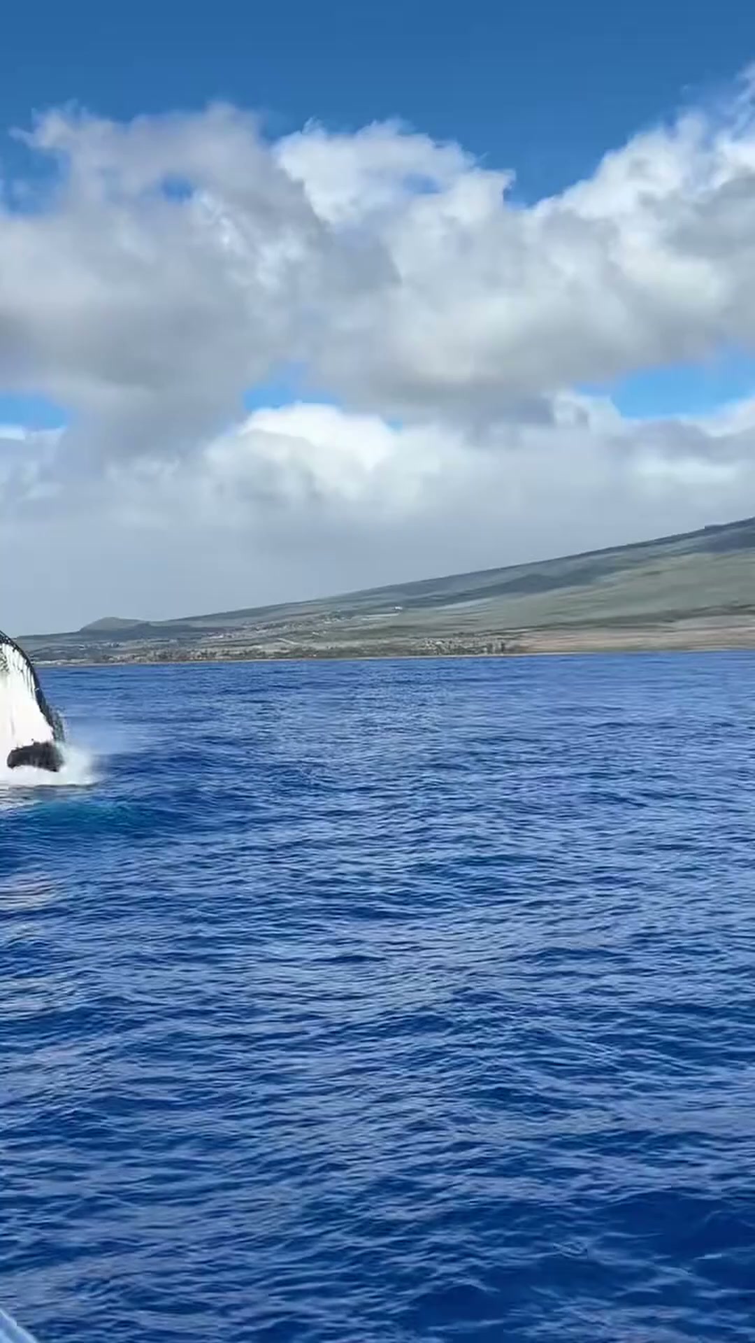Humpback whale breaches beside Maui sailing catamaran