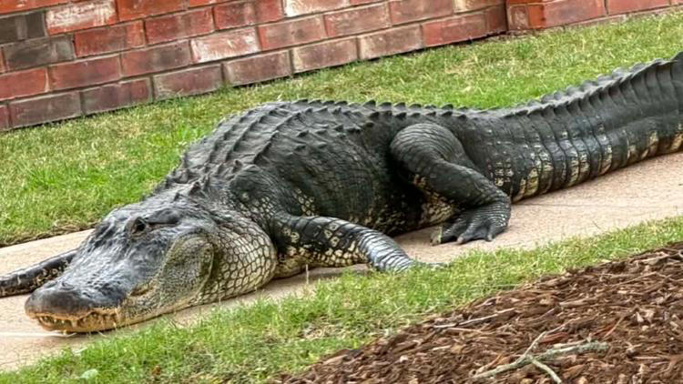 Massive gator spotted in Fort Bend County, Texas