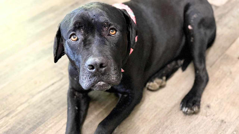 Sweet dog looking for new home after owners forced to give her up