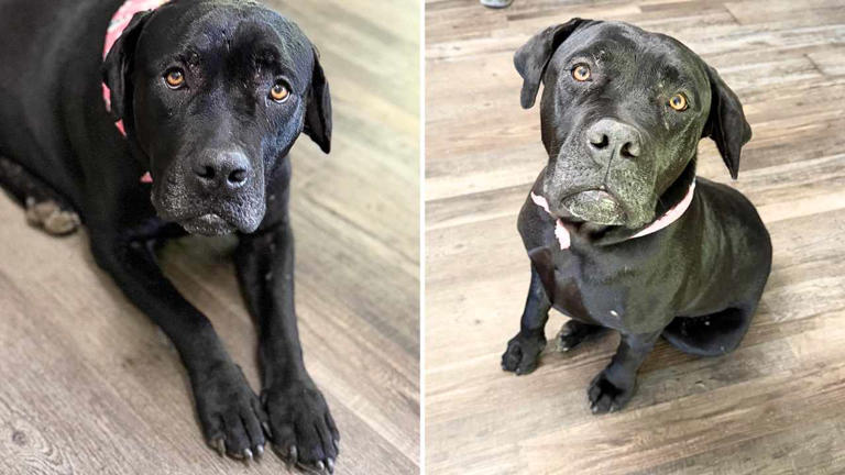 Sweet dog looking for new home after owners forced to give her up