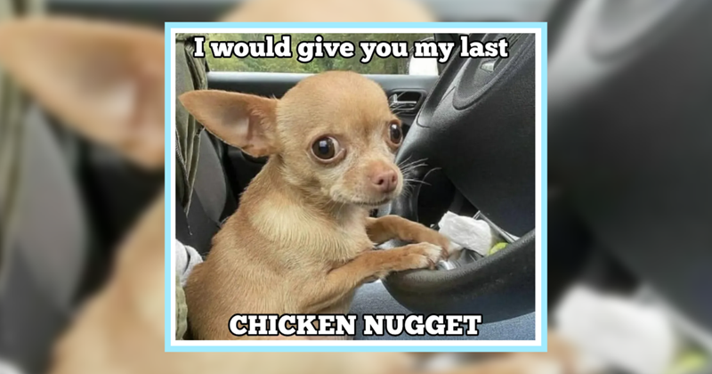 20 innocent dog memes for a fresh and funny start to the work day
