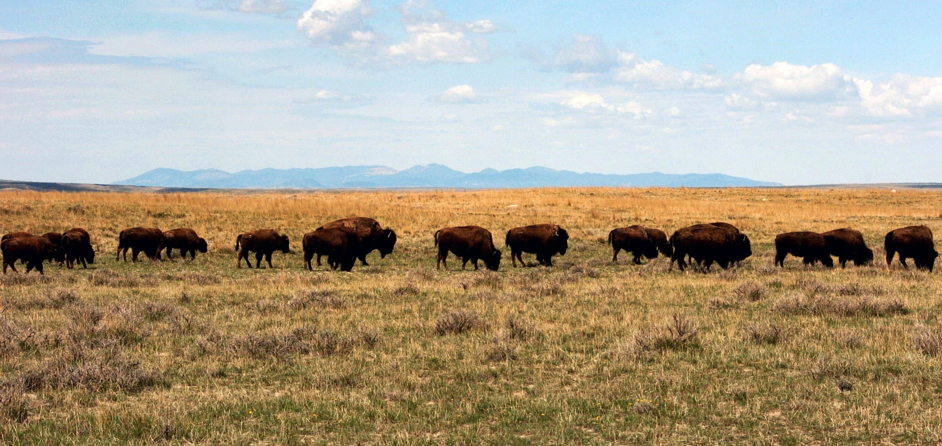 Trump administration bans a nonprofit’s bison from grazing on federal ...