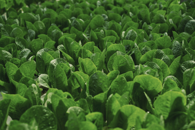 12 foods you should always buy organic (based on the dirty dozen)