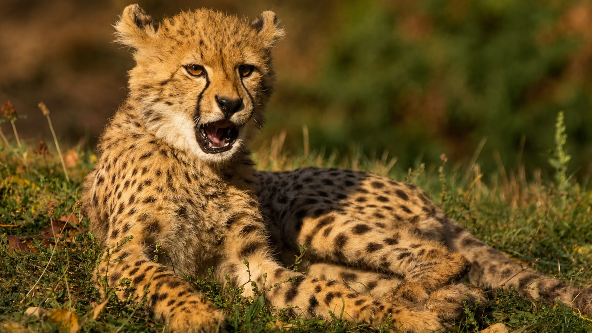 This cheetah cub didn’t notice the camera watching nearby