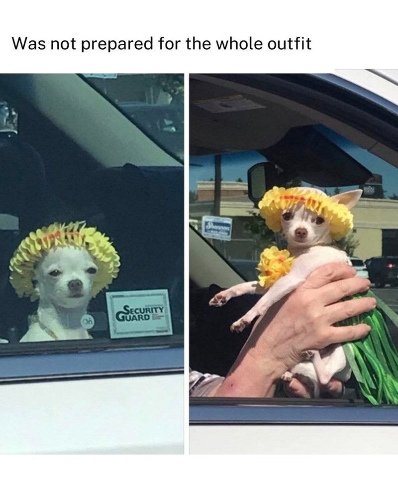 20 innocent dog memes for a fresh and funny start to the work day