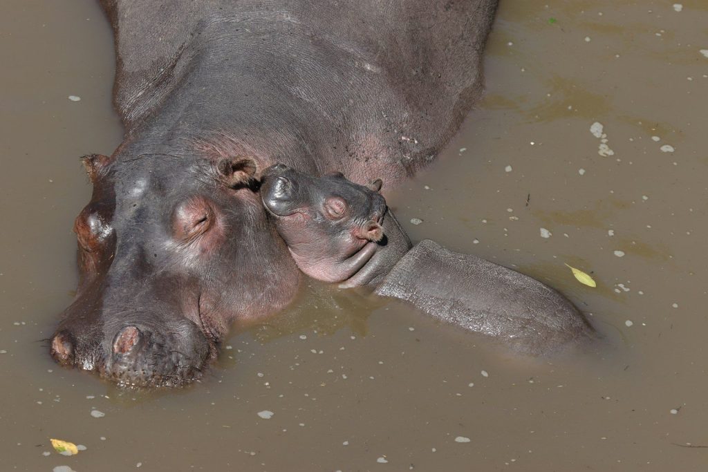Orphaned baby hippo Bumpy finds hope after tragic start in Kenya