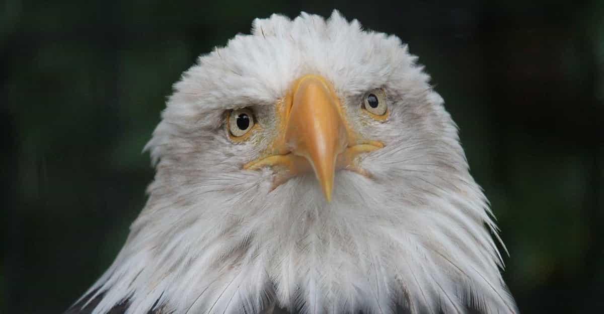 Animals mistakenly thought to be endangered