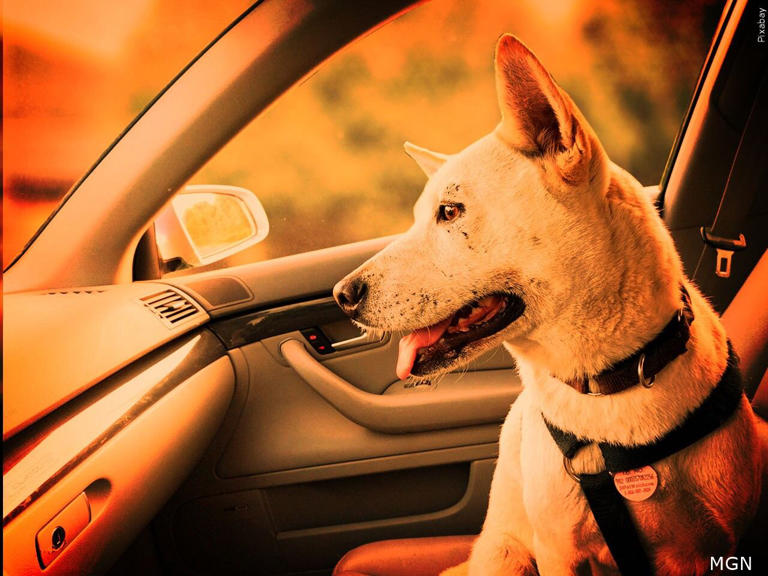 Nebraska Humane Society: Cars + dogs + heat = Just don’t do it