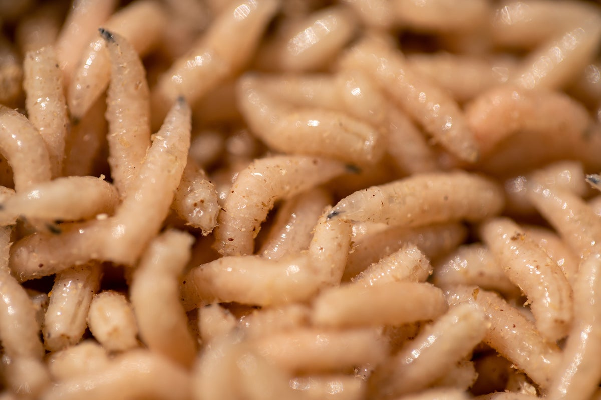 Maggots are still being used by doctors across the US. Here’s why