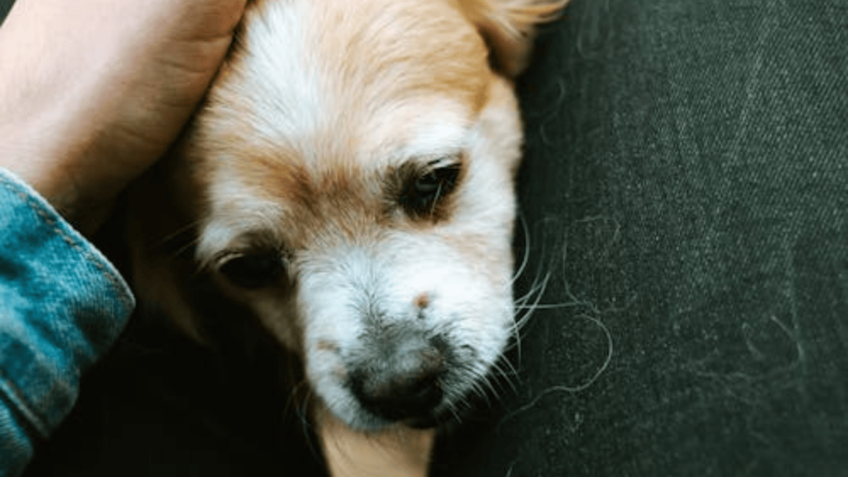 9 habits dogs only develop with humans they deeply love