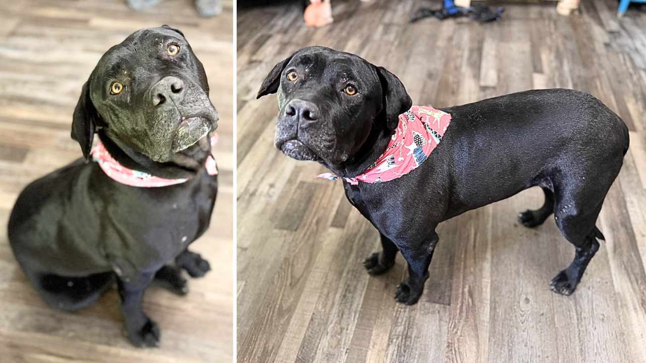 Sweet dog looking for new home after owners forced to give her up