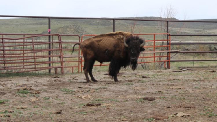 90 head of bison seized from Colorado ranch in animal neglect case