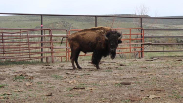 90 head of bison seized from Colorado ranch in animal neglect case