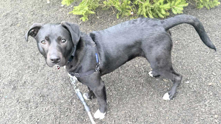 Local 7-month-old puppy still searching for loving home after 4 months