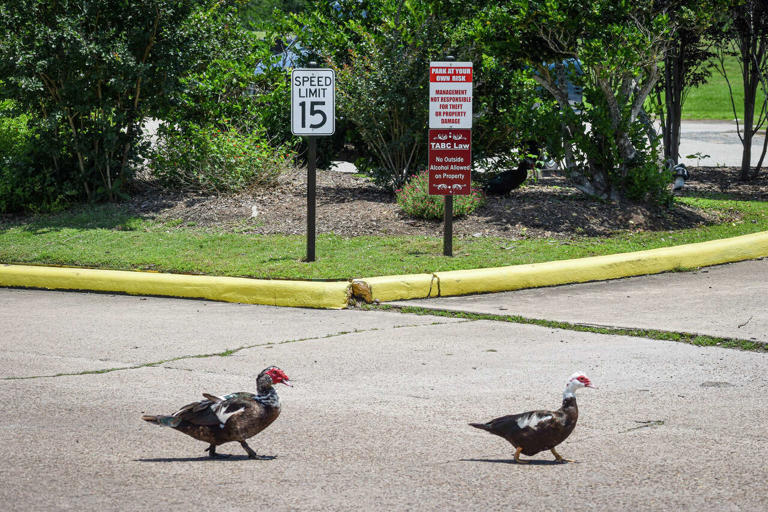 This Houston-area golf course has been overrun by hundreds of invasive ...