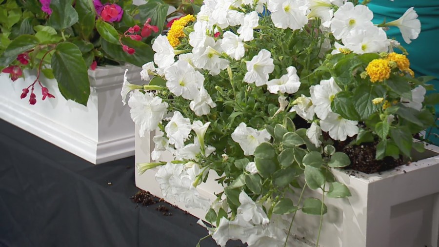 Brighten up your home with an arrangement of flowers in a WOW windowbox