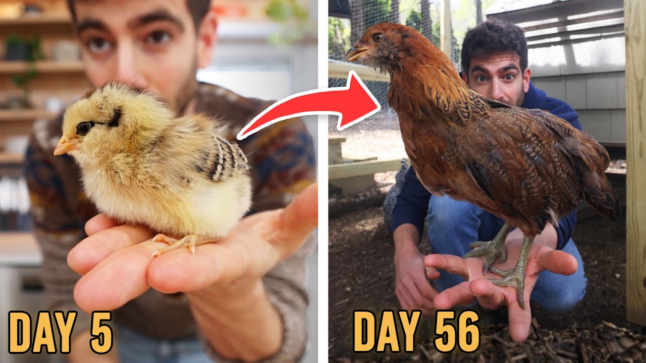 8 week guide for new chick owners