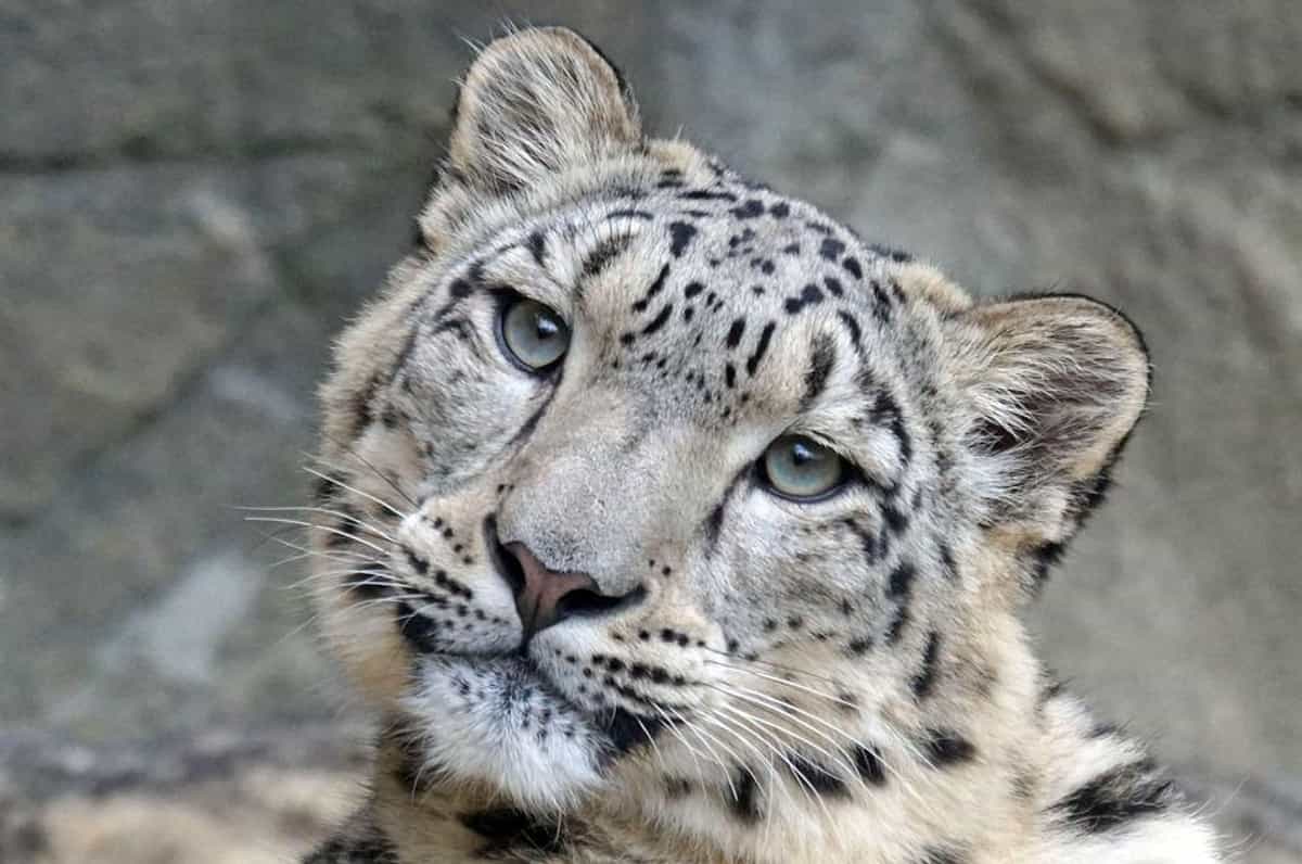 Animals mistakenly thought to be endangered
