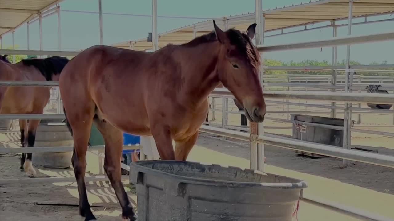 Libben Horsemanship Academy students train wild mustangs adopted from ...