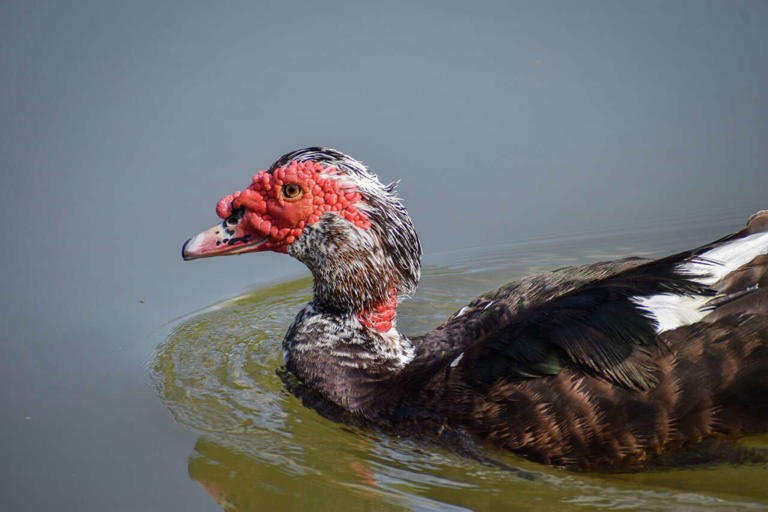 This Houston-area golf course has been overrun by hundreds of invasive ...