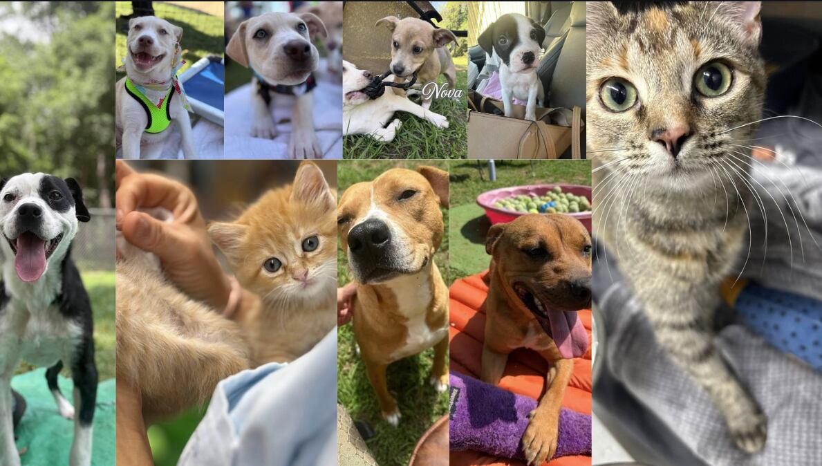 Blakely animal shelter seeks adopters, rescues by Monday deadline