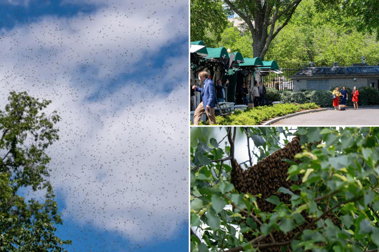 Massive 'bee tornado' swarms White House grounds — bombards press corps
