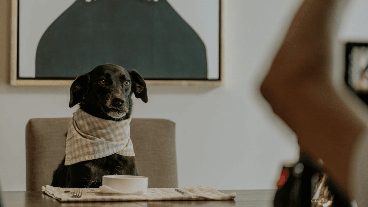 9 habits dogs only develop with humans they deeply love