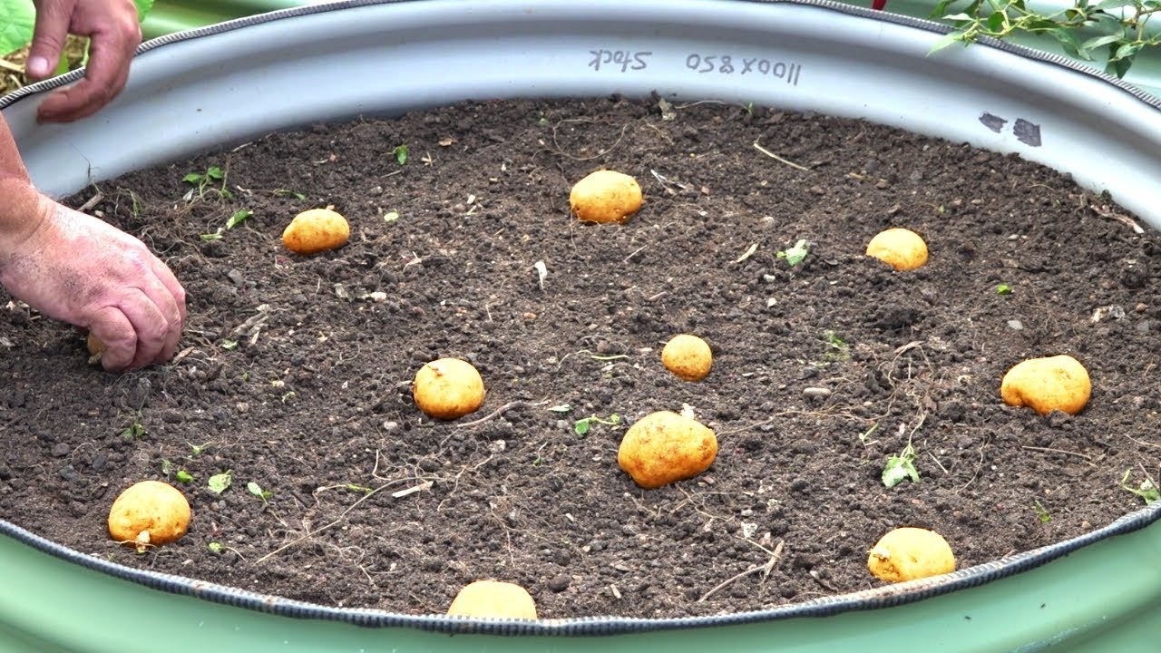 Backyard potato growing experiment: 3 varieties, surprising results!
