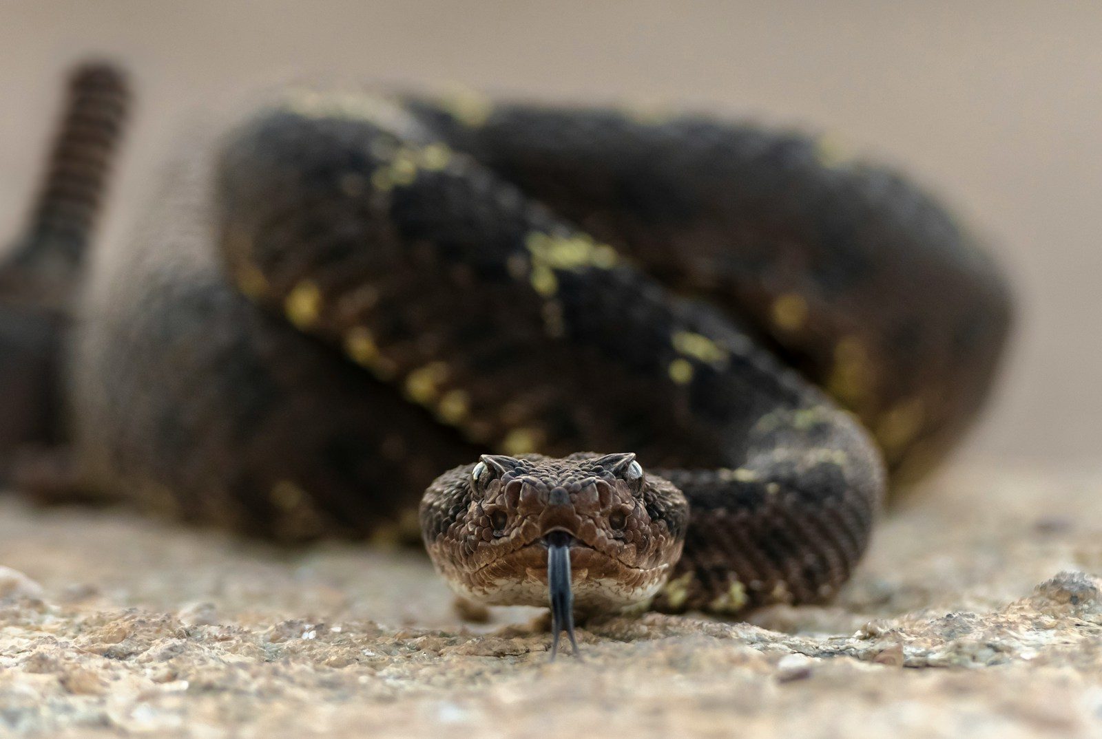 6 snakes you never want to find in your yard