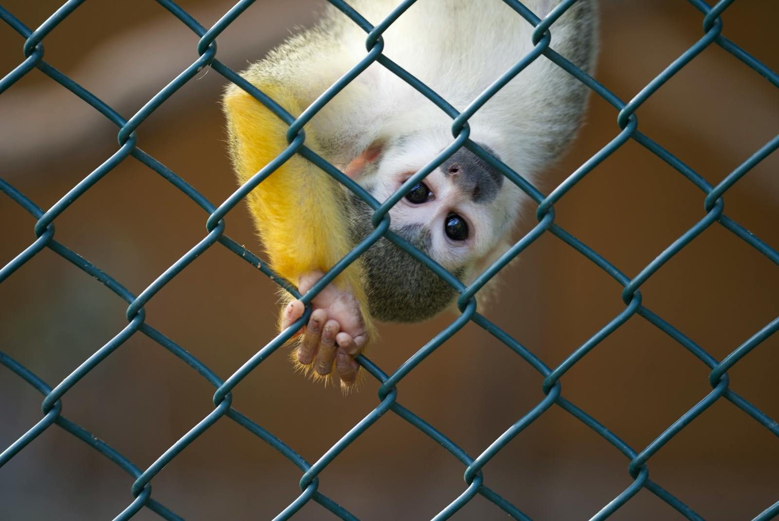Can exotic animals survive in captivity? Truth revealed