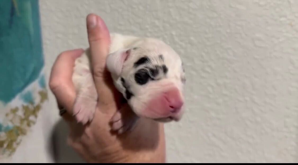 Newton County, Mo., Great Dane breeder case leaves potential buyer out ...
