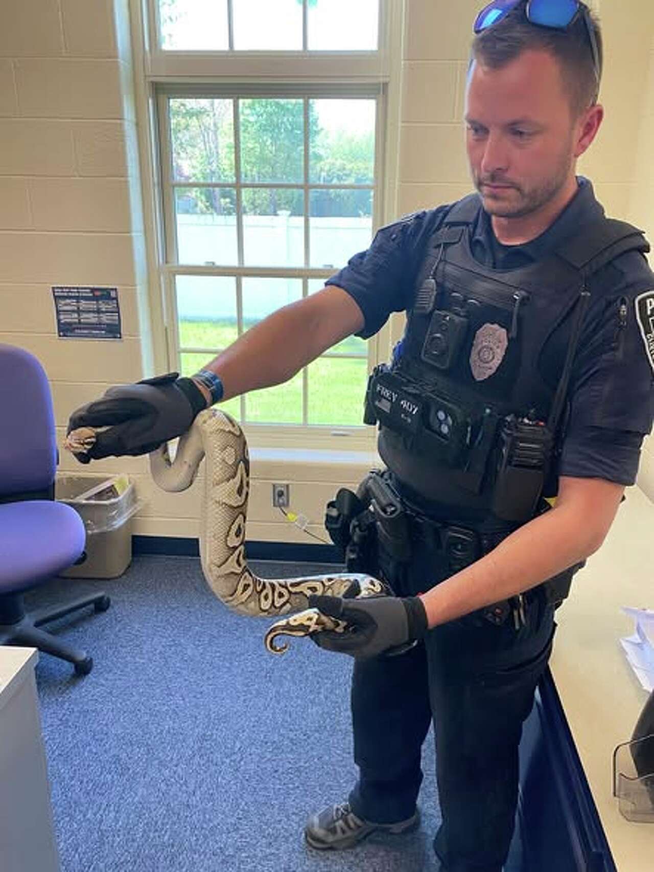 Clinton police search for owner of ball python found near Cow Hill Road