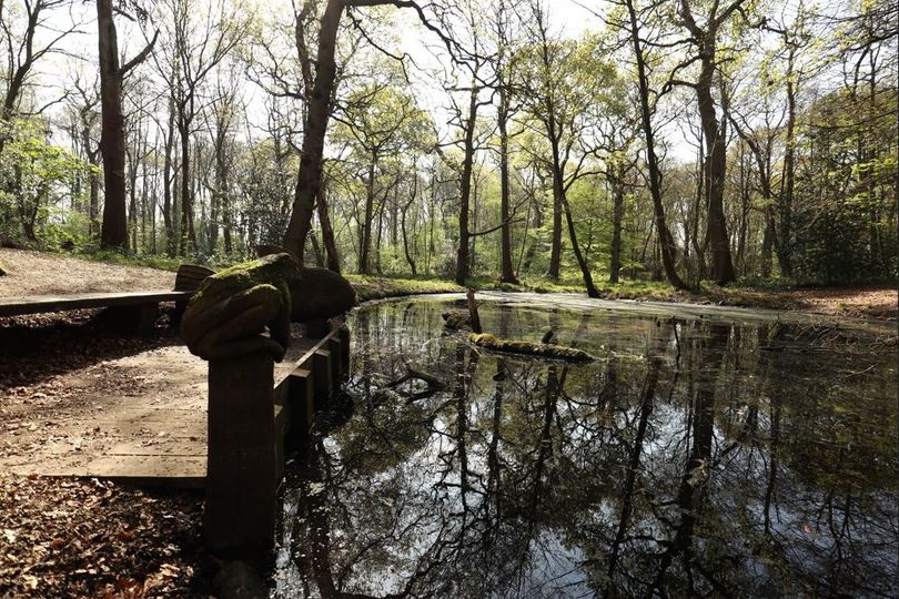The birds vanished from our hedgerows - now a £350k project hopes to ...