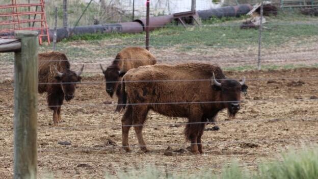 Colorado authorities seize bison herd, cite owner for animal neglect