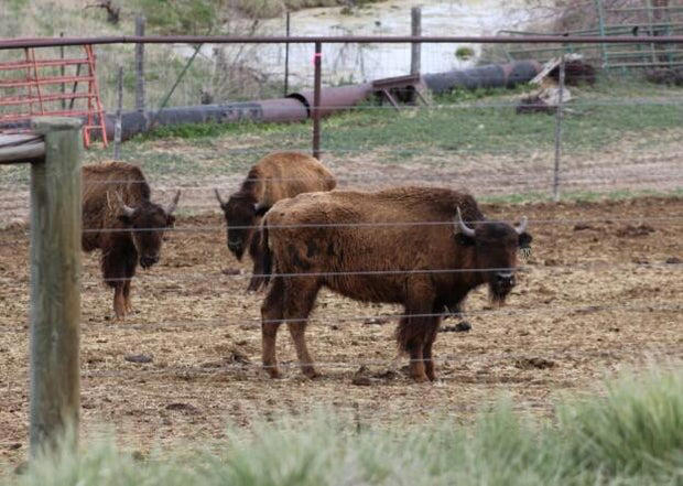 Colorado authorities seize bison herd, cite owner for animal neglect