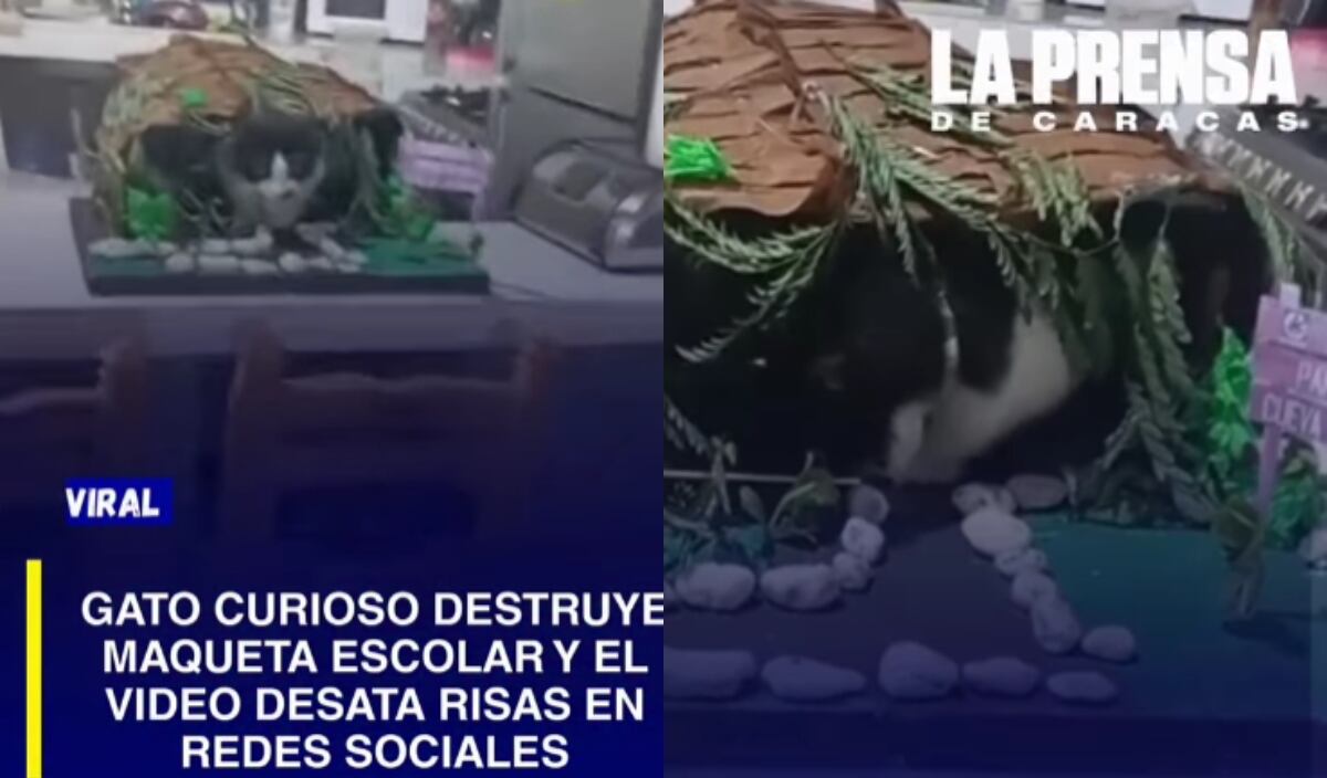Qué bonito... gato destruye la maqueta que una madre pasó toda la noche ...