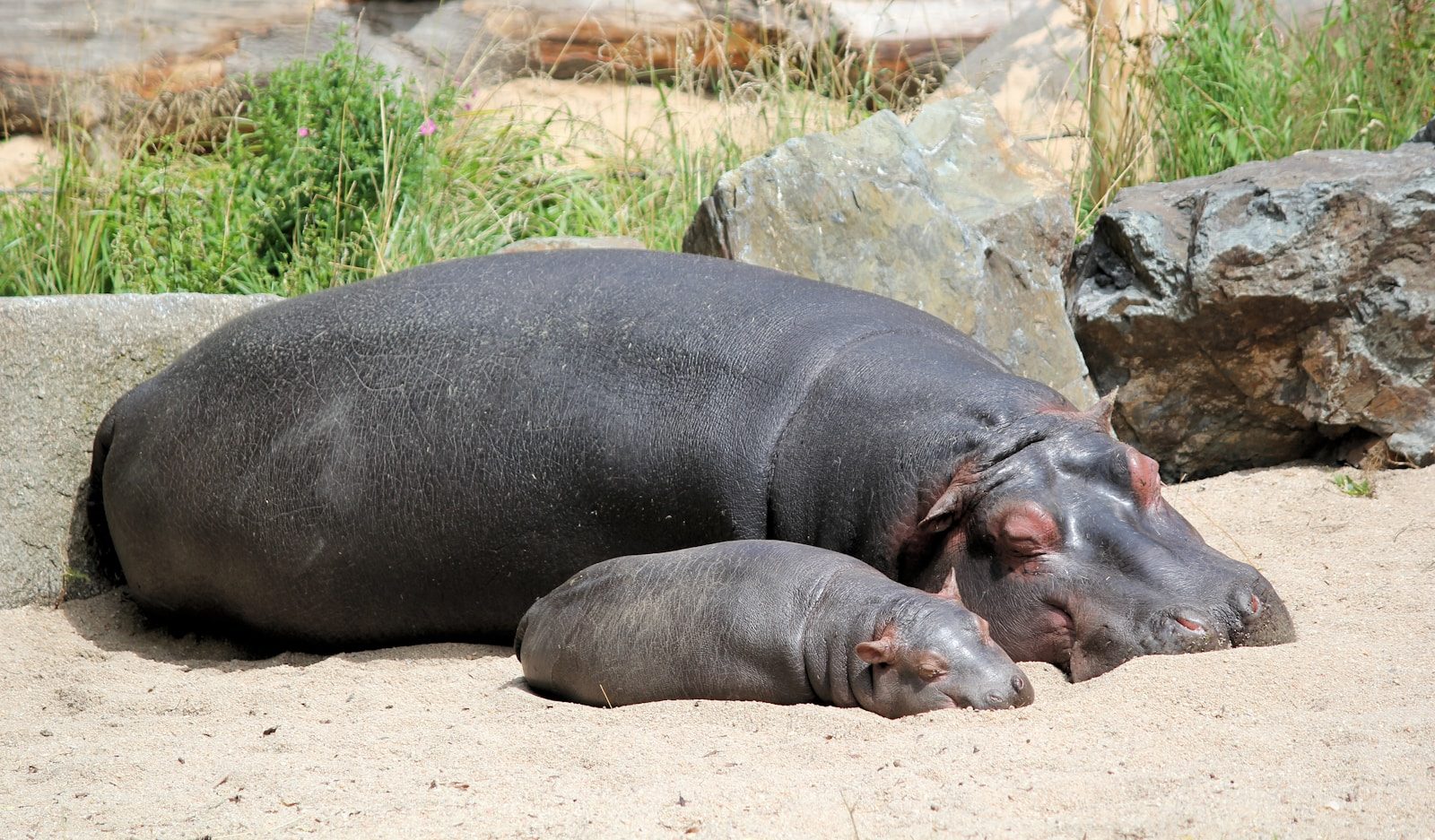 Orphaned baby hippo Bumpy finds hope after tragic start in Kenya