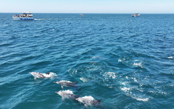 Bottlenose dolphins off Jeju Island
