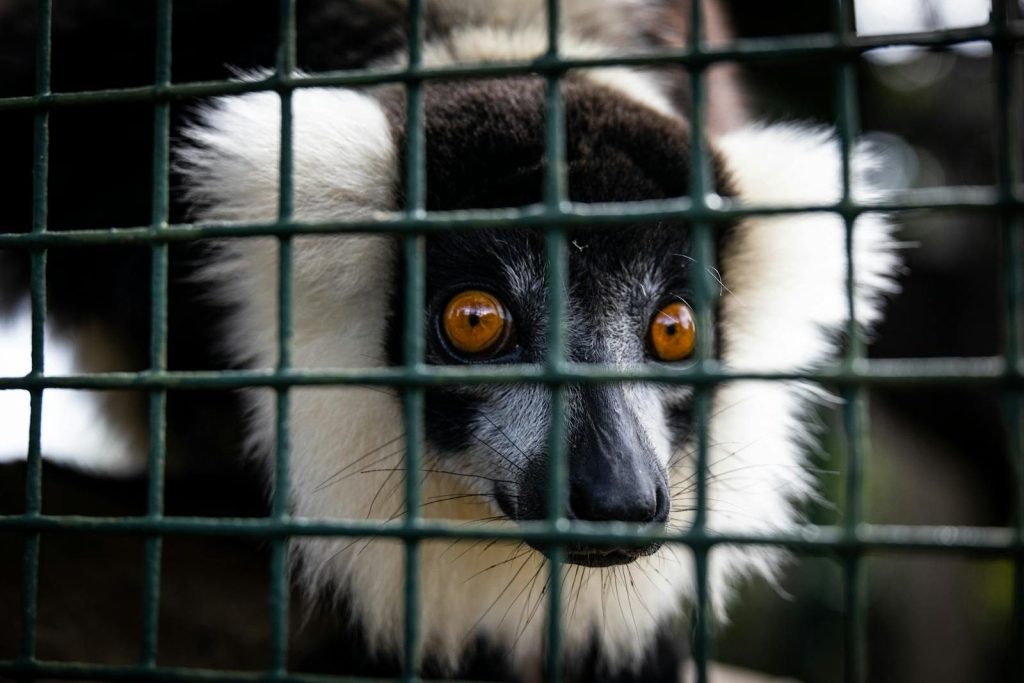 Can exotic animals survive in captivity? Truth revealed