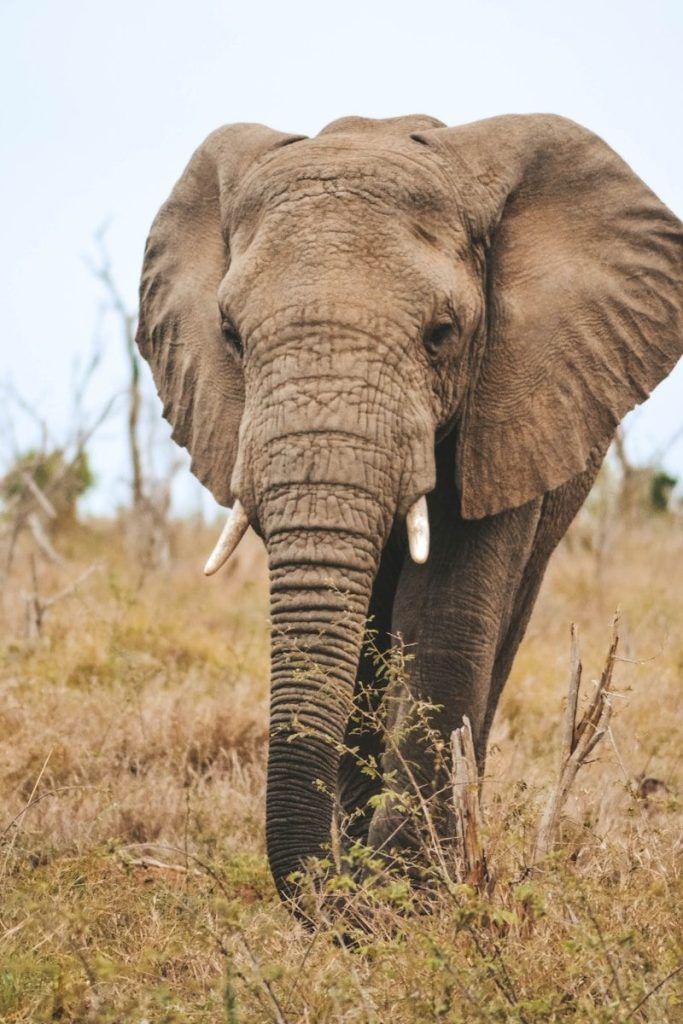 A baby elephant loses its trunk as experts raise concerns about its ...
