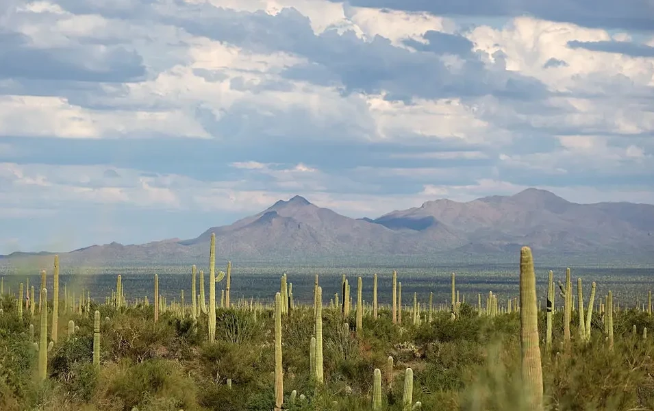 Your guide to Saguaro National Park adventures