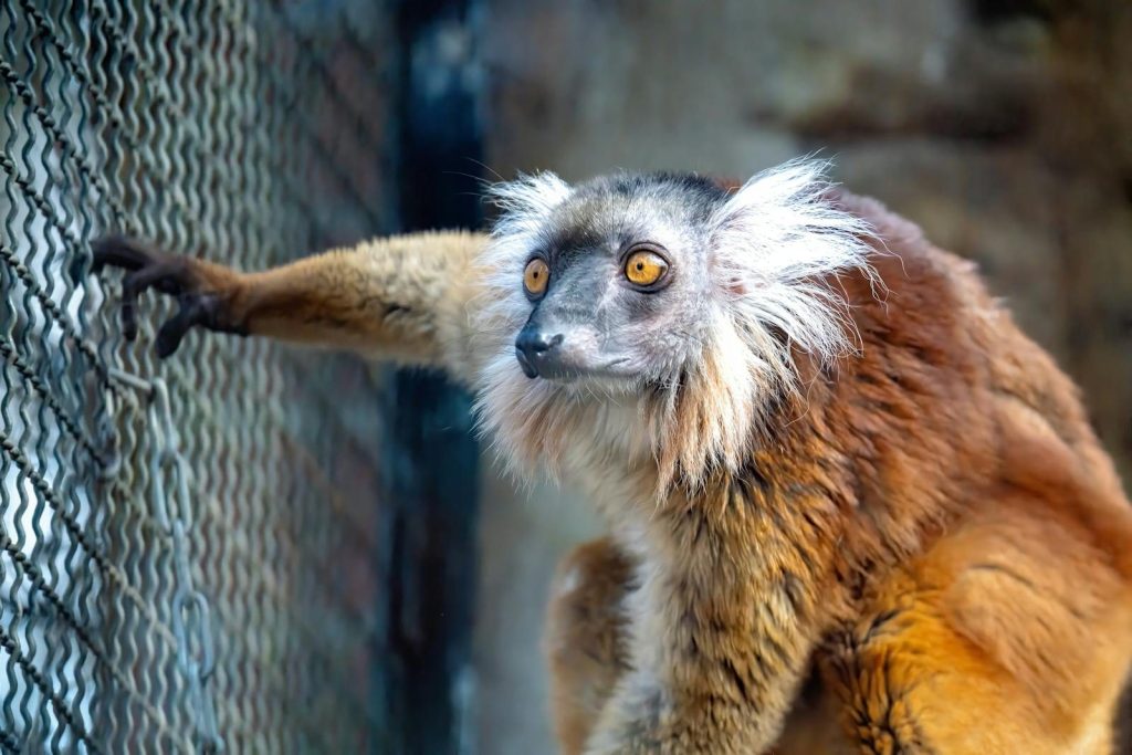 Can exotic animals survive in captivity? Truth revealed