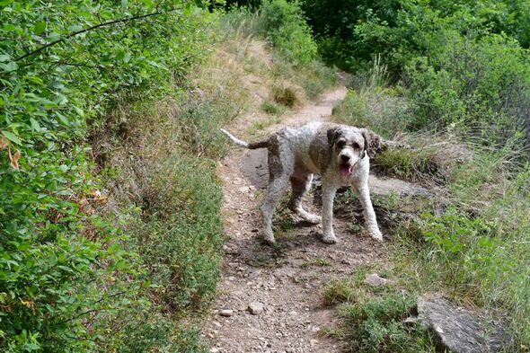 'I'm a vet and these are the 5 most overused dog names I'm tired of ...