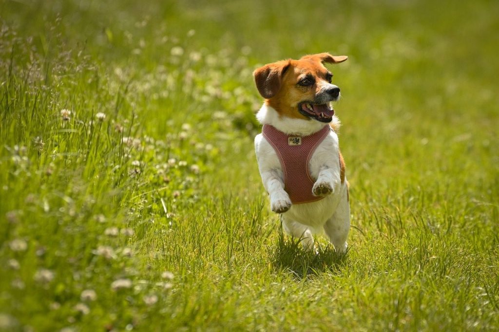 6 dog breeds that often surprise new owners for the wrong reasons