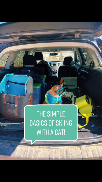 Gear naps treats and cat adventures
