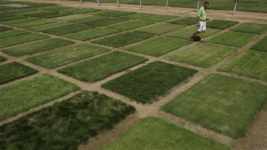 Lawn lovers’ guide to dethatching done right