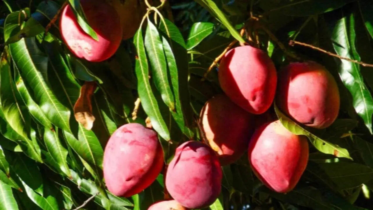 How to grow mango plant in a pot (simple step-by-step guide for beginners)