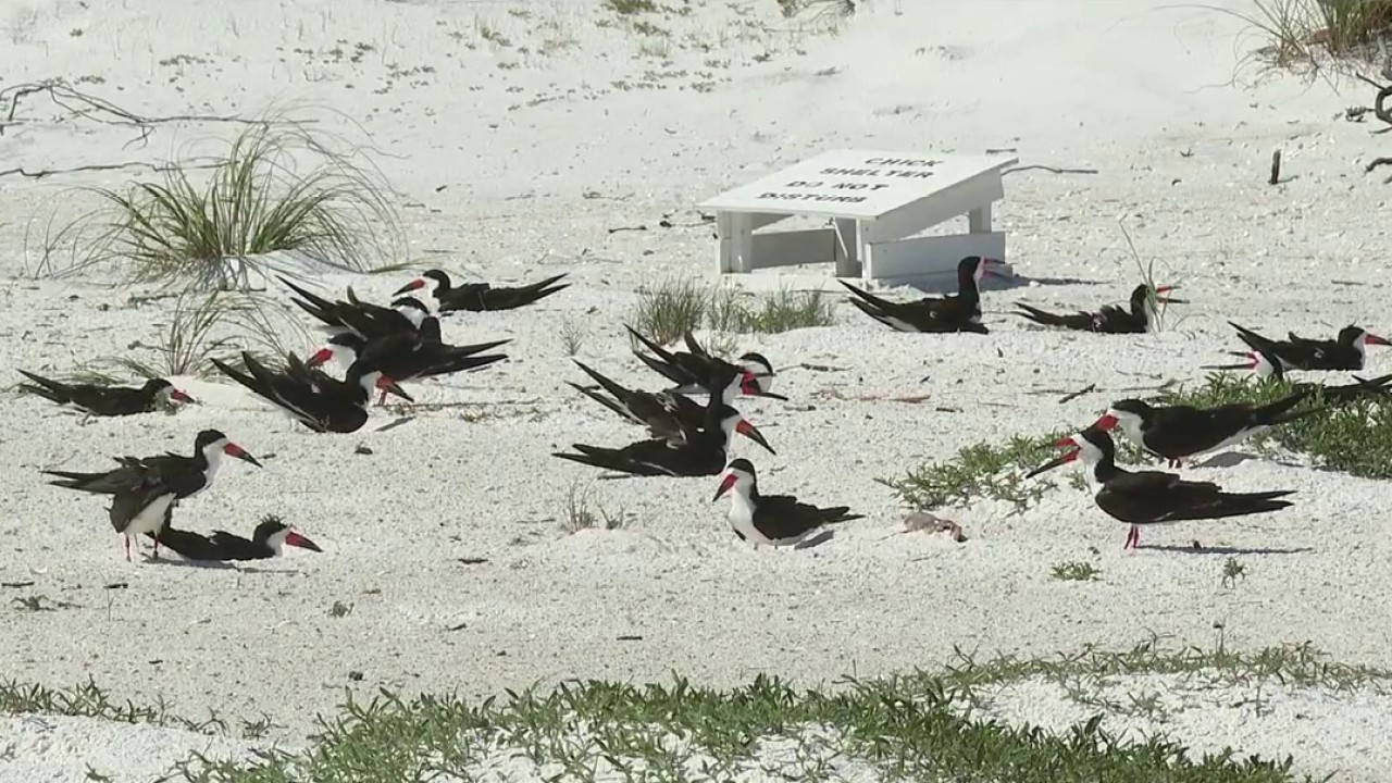 Sharing the beach with an endangered shorebird